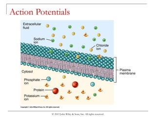 Chapter 9 nervous tissue | PPT