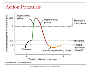 Chapter 9 nervous tissue | PPT