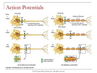 Chapter 9 nervous tissue | PPT