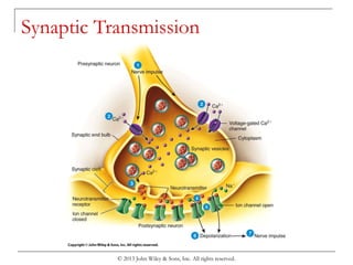 Chapter 9 nervous tissue | PPT