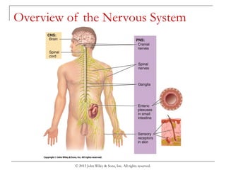 Chapter 9 nervous tissue | PPT