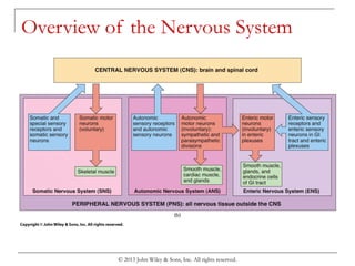 Chapter 9 nervous tissue | PPT