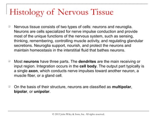 Chapter 9 nervous tissue | PPT