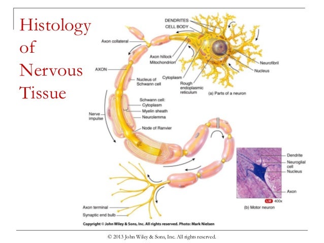 Chapter 9 nervous tissue