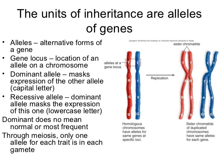 Bio 100 Chapter 9 part 1 Bio 100 Chapter 9 part 1