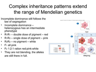 Bio 100 Chapter 9 part 2 | PPT
