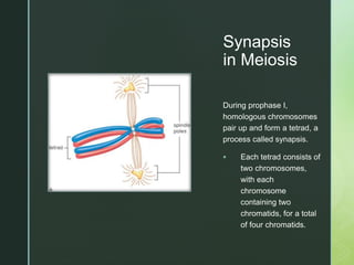 Chapter 9 Meiosis and the Genetic Basis of Sexual Reproduction | PPT
