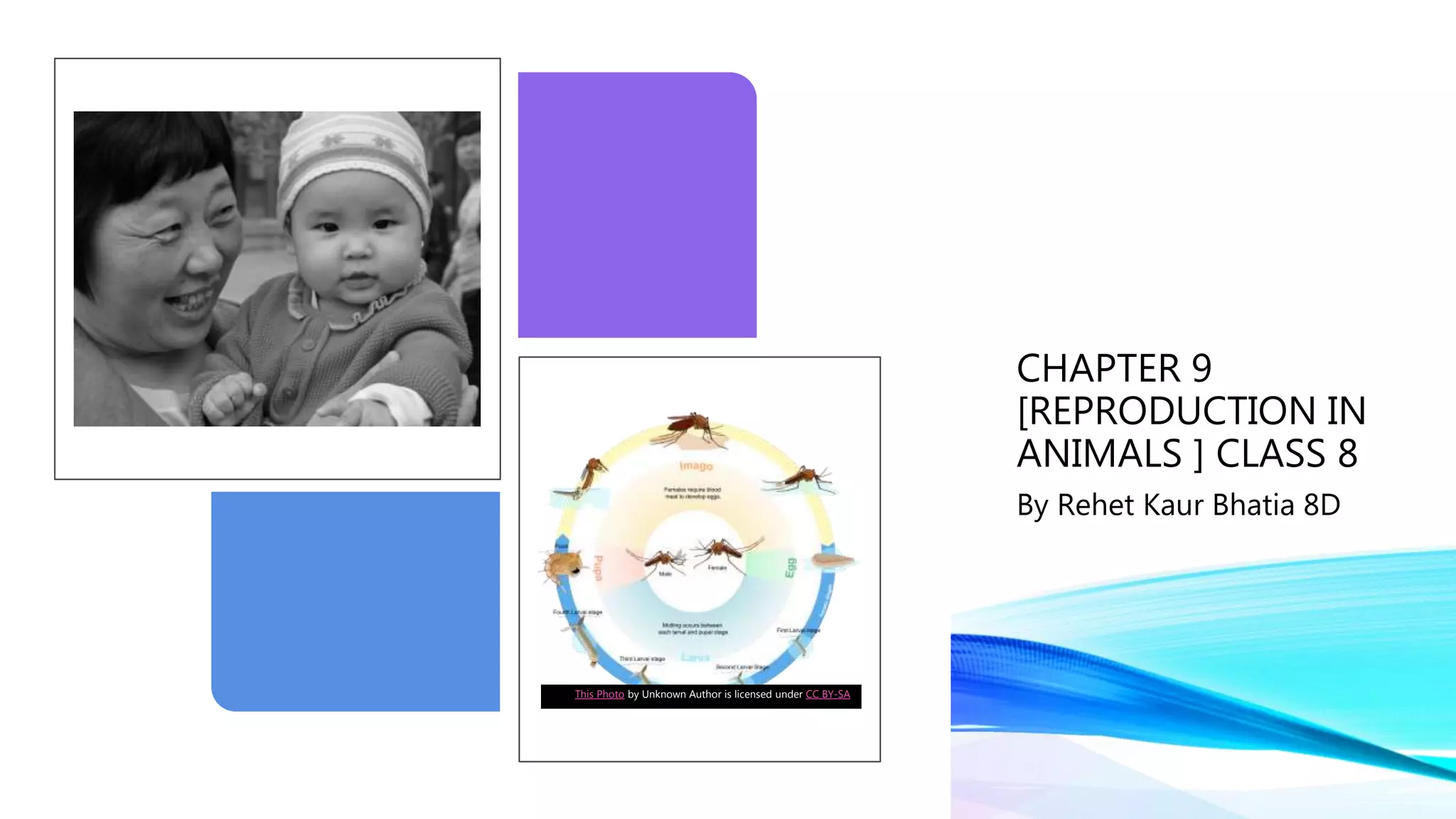 Reproduction in Animals class 8 | PPTX