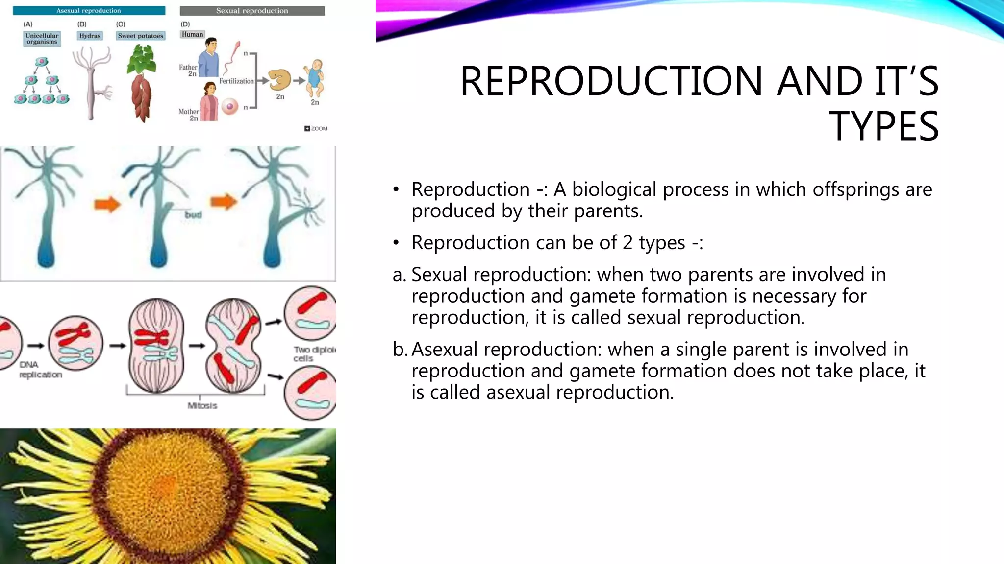 Reproduction in Animals class 8 | PPTX