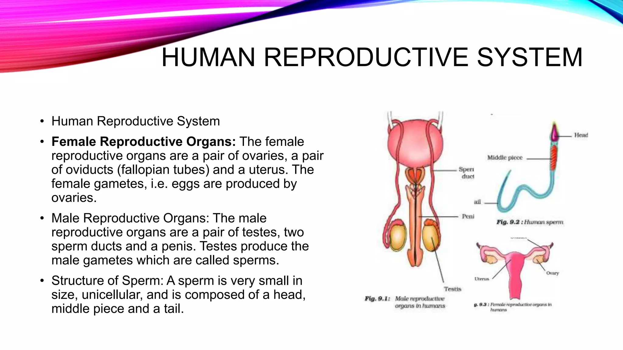 Reproduction in Animals class 8 | PPTX