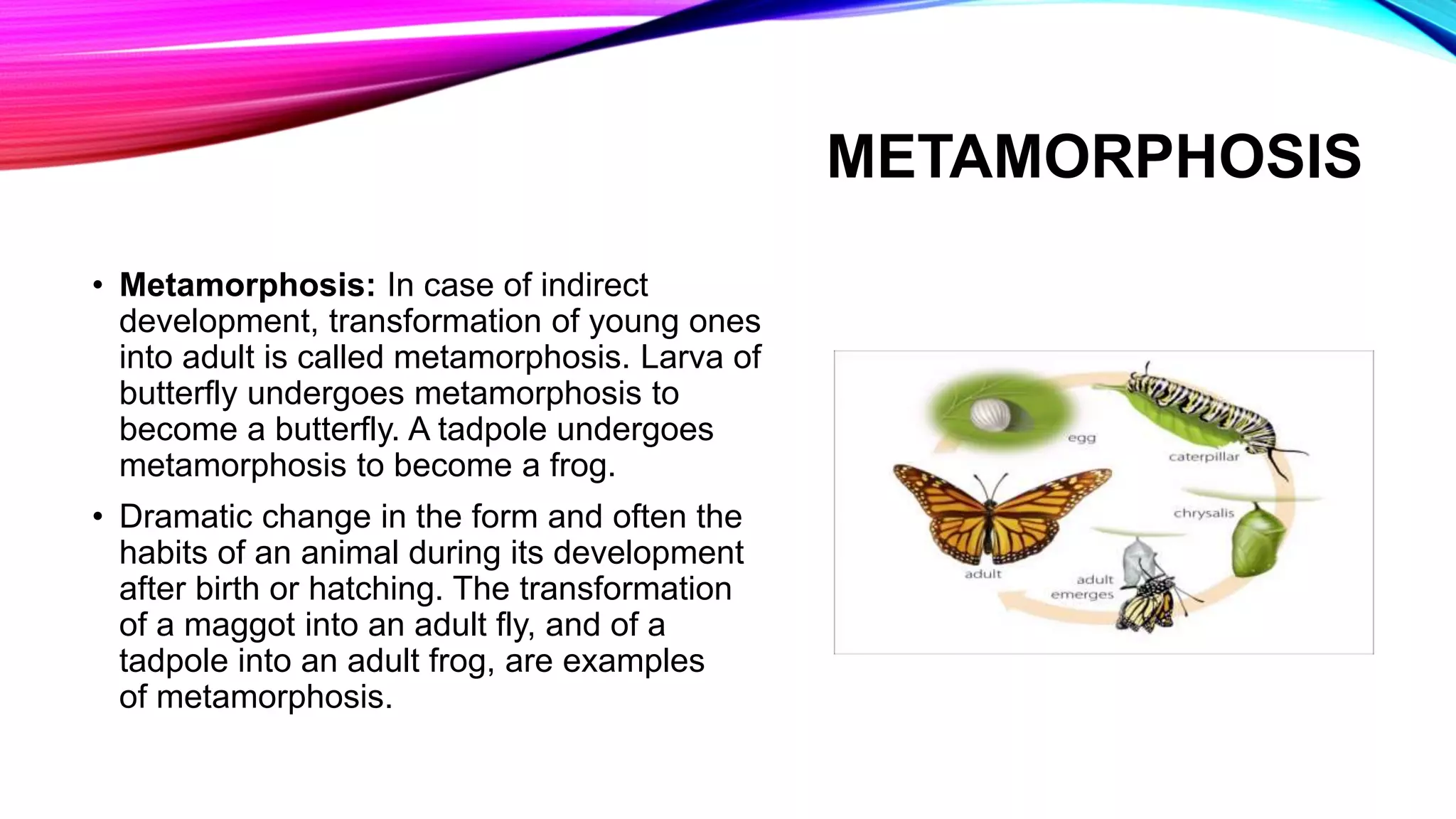 Reproduction in Animals class 8 | PPTX