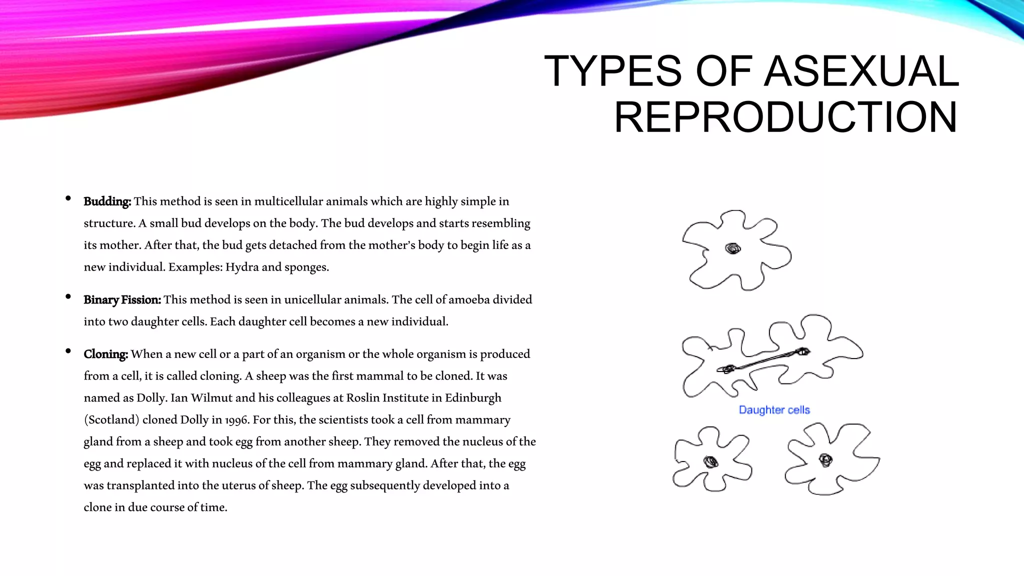 Reproduction in Animals class 8 | PPTX