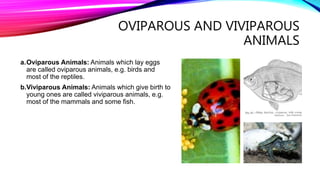 Reproduction in Animals class 8 | PPTX