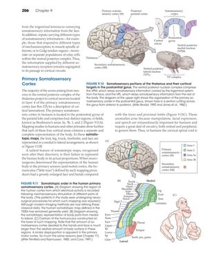 Chapter 9 The somatosensory system touch and proprioception.pdf
