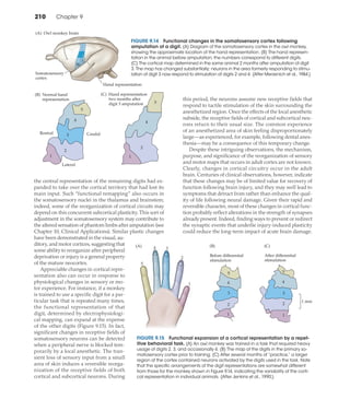 Chapter 9 The somatosensory system touch and proprioception.pdf