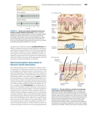 Chapter 9 The somatosensory system touch and proprioception.pdf