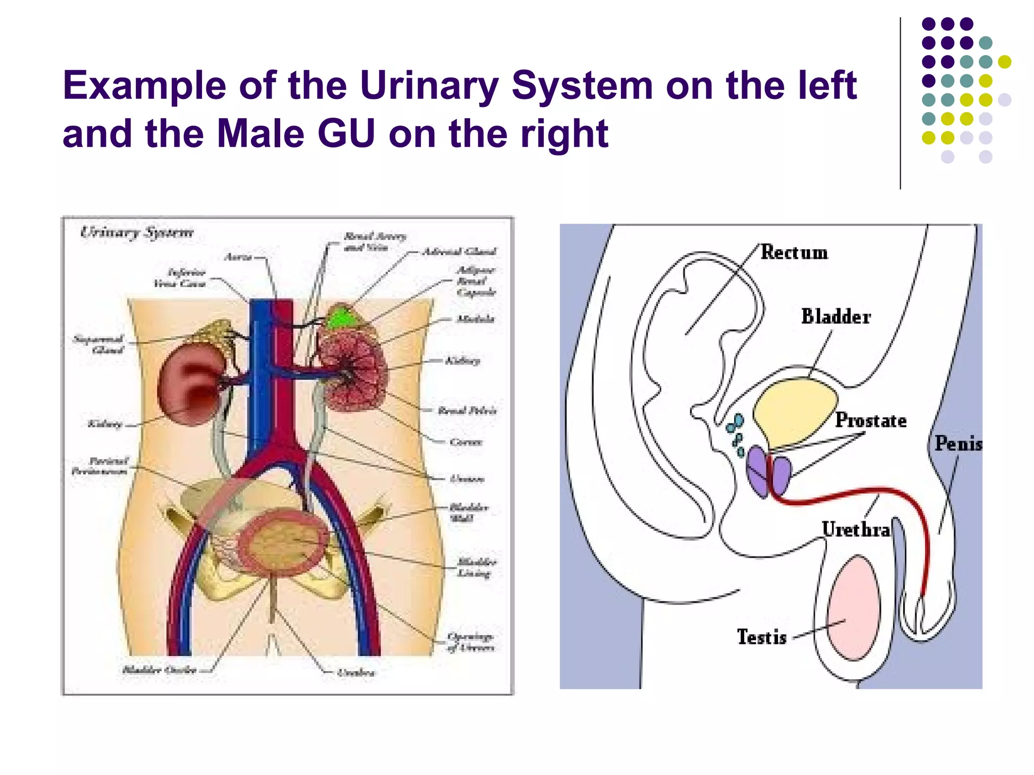 Chapter 9 urinary system | PPT
