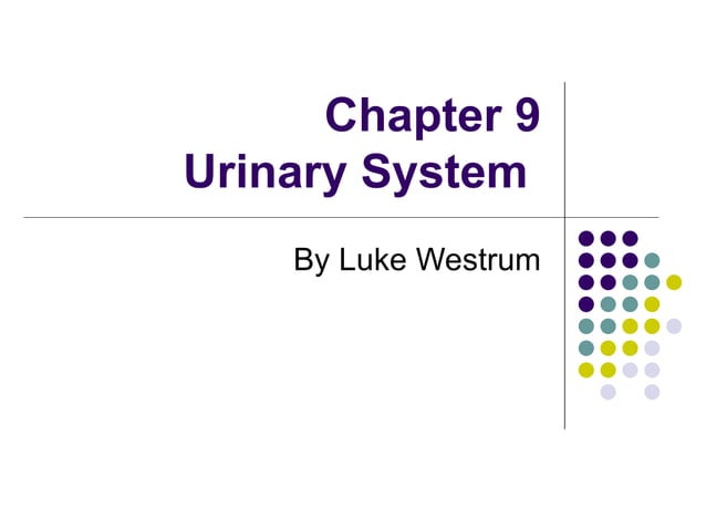 Chapter 9 urinary system | PPT