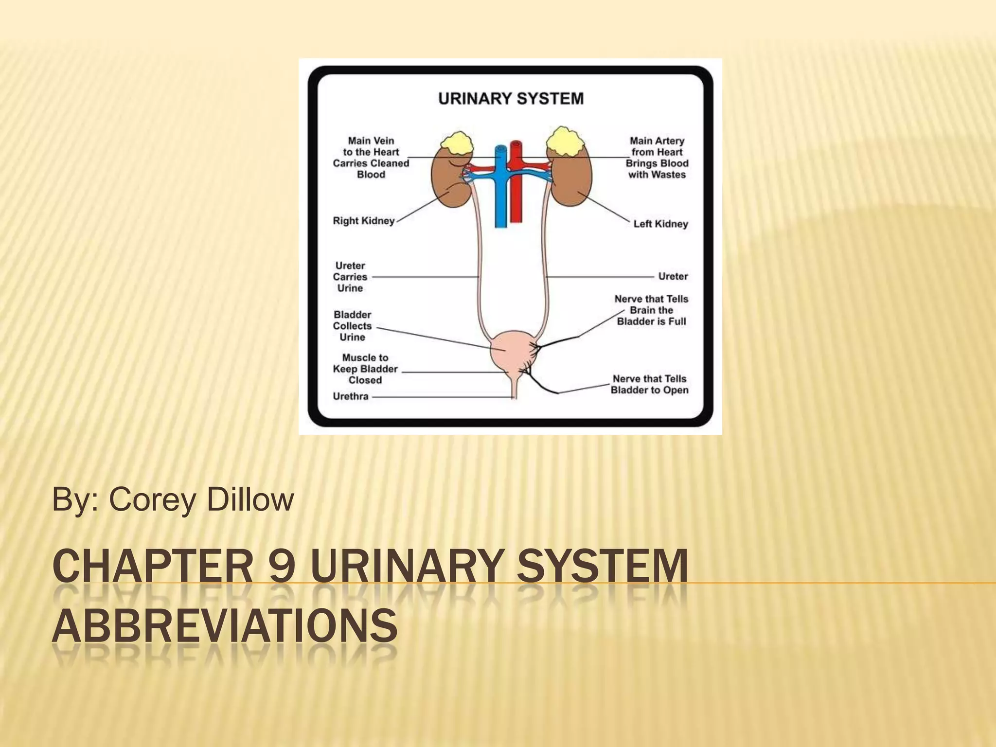 Chapter 9 urinary system abbreviations | PPT