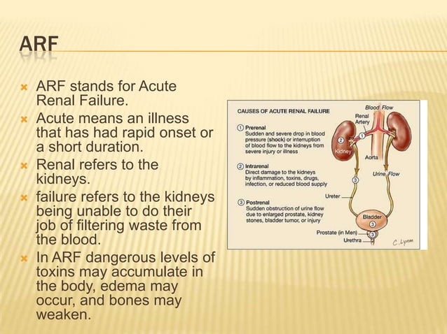 Chapter 9 urinary system abbreviations | PPT