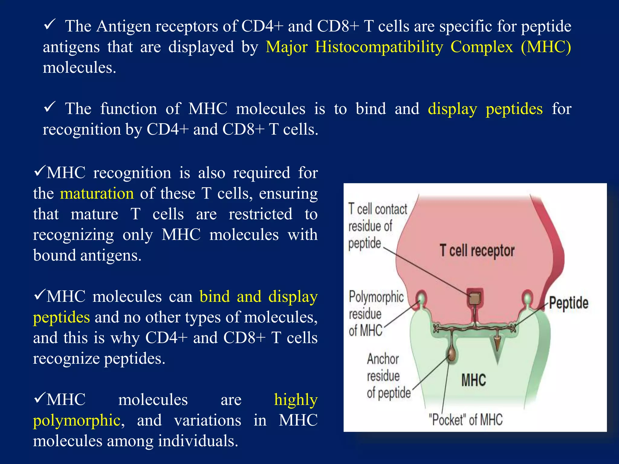 Major Histocompatibility Complex | PPT