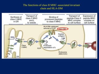 Major Histocompatibility Complex | PPT