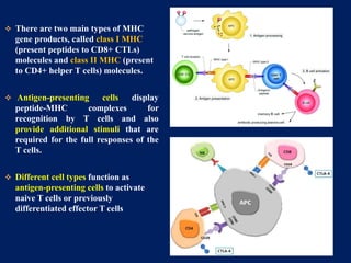 Major Histocompatibility Complex | PPT