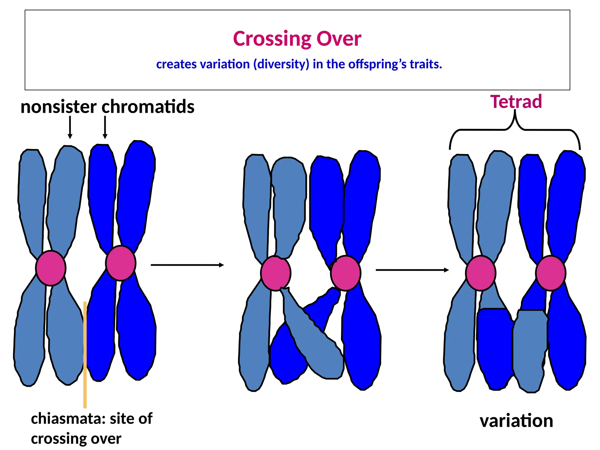 chapter five cell division cycle mitosis.pptx