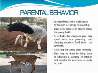 unit sheep and goat behavior | PPTX
