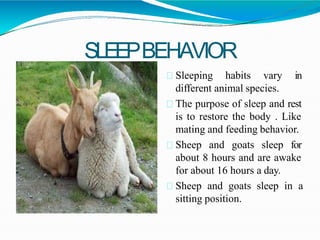 unit sheep and goat behavior | PPTX