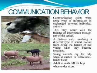 unit sheep and goat behavior | PPTX