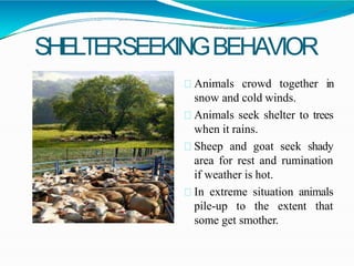 unit sheep and goat behavior | PPTX