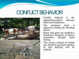 unit sheep and goat behavior | PPTX