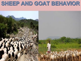 unit sheep and goat behavior | PPTX