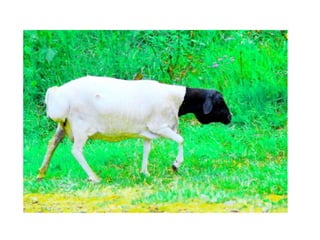 unit sheep and goat behavior | PPTX