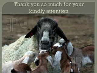 unit sheep and goat behavior | PPTX