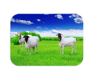 unit sheep and goat behavior | PPTX