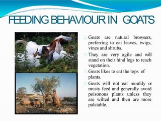 unit sheep and goat behavior | PPTX