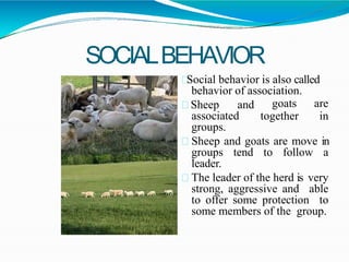 unit sheep and goat behavior | PPTX