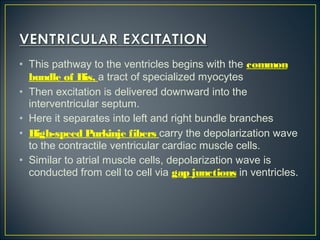 Chapter i CARDIAC EXCITATION | PPT