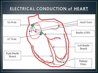 Chapter i CARDIAC EXCITATION | PPT