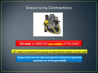 Chapter i CARDIAC EXCITATION | PPT