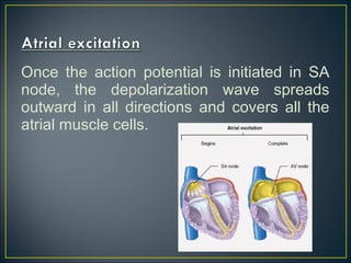 Chapter i CARDIAC EXCITATION | PPT