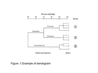 Chapter II Classification of bacteria.ppt