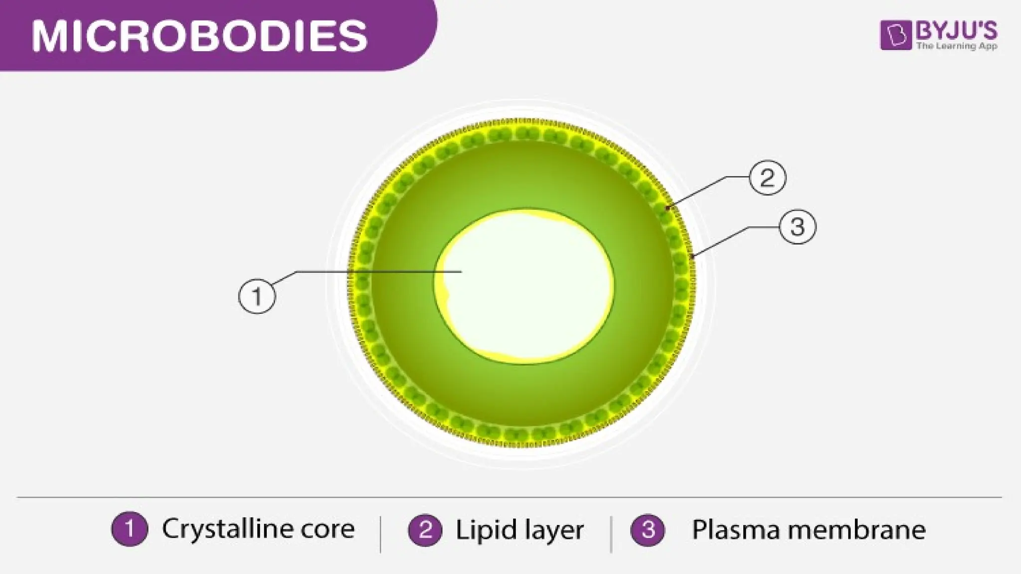 Chapter III Cell Structure and Taxonomy.pptx