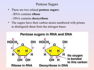 Chapter no. 02, nucleic acid | PPT