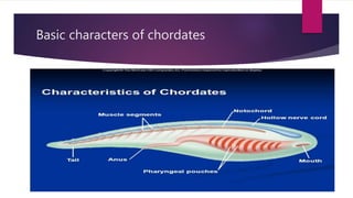 chordates chapter no 8 IX | PPTX | Birds | Pets