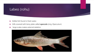 chordates chapter no 8 IX | PPTX | Birds | Pets