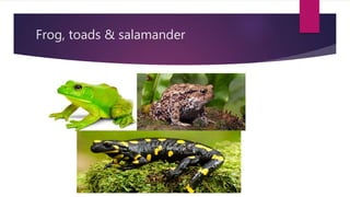 chordates chapter no 8 IX | PPT