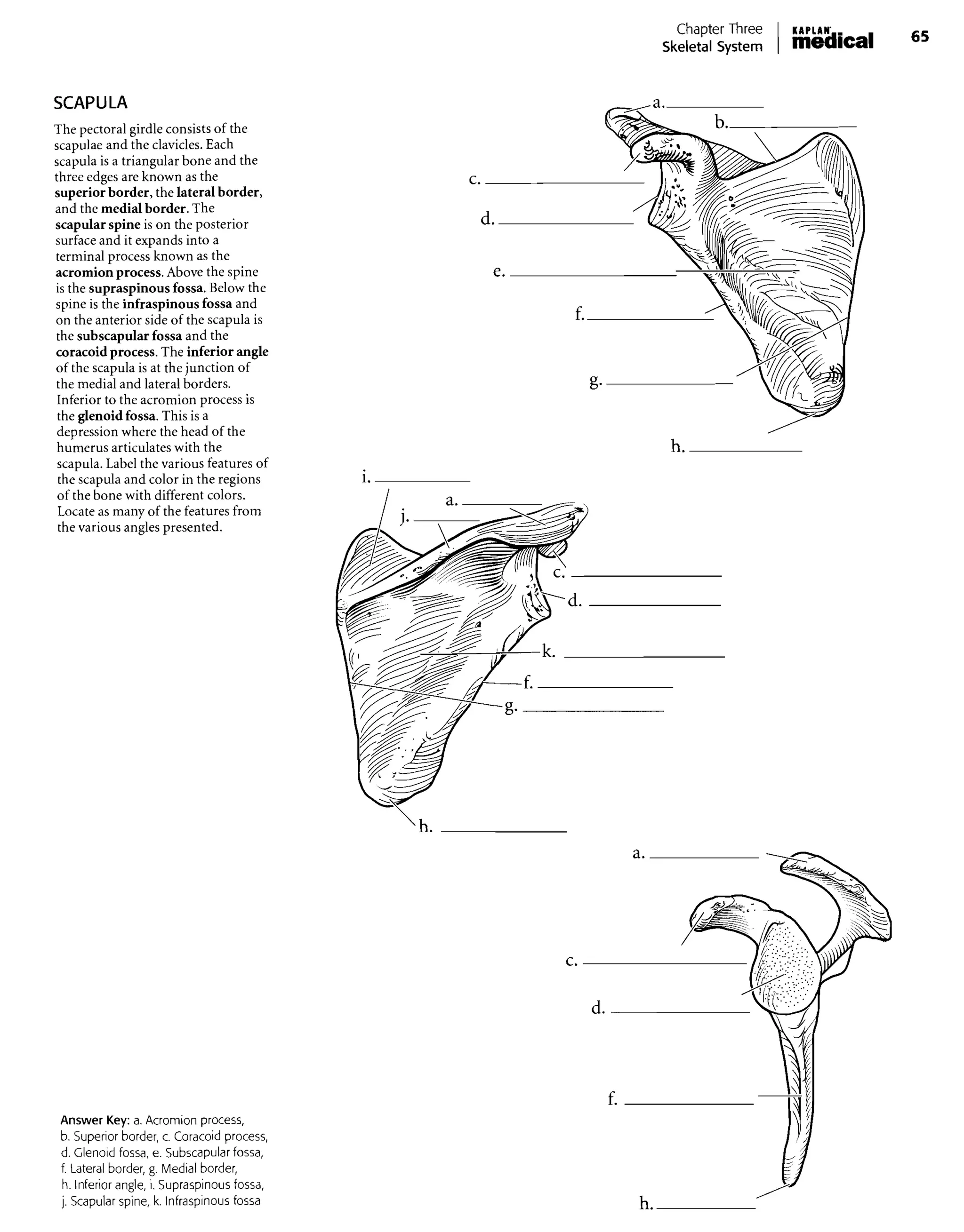 Chapter_One_Introduction_ANATOMICAL_POSI.pdf